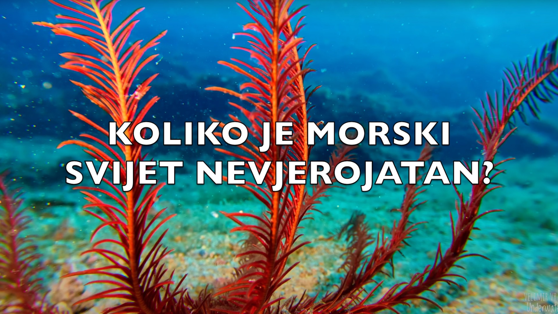 Pogledajte koliko je morski svijet - NEVJEROJATAN! - Velimir Vrzić ...