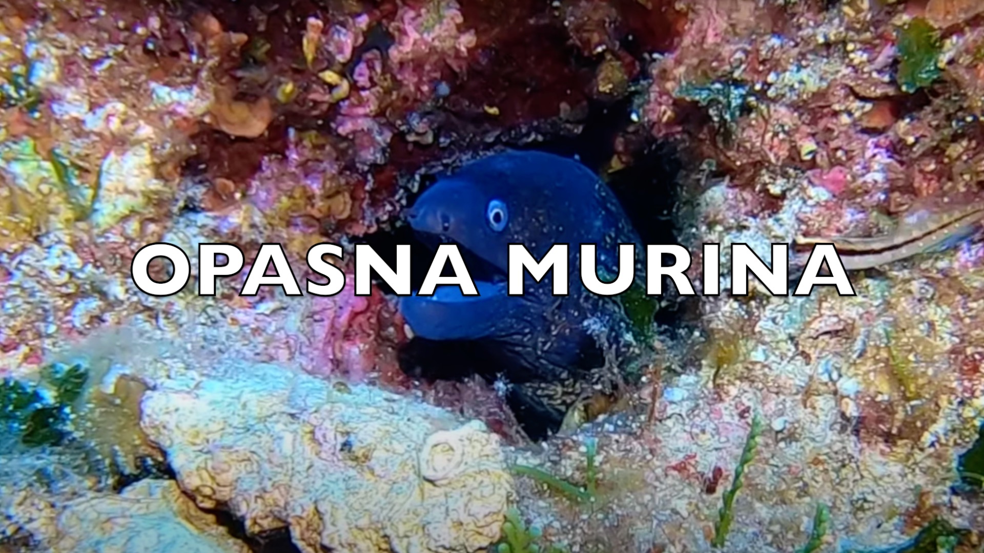 Kako izgleda - OPASNA MURINA? - Velimir Vrzić - Underwater Explorer