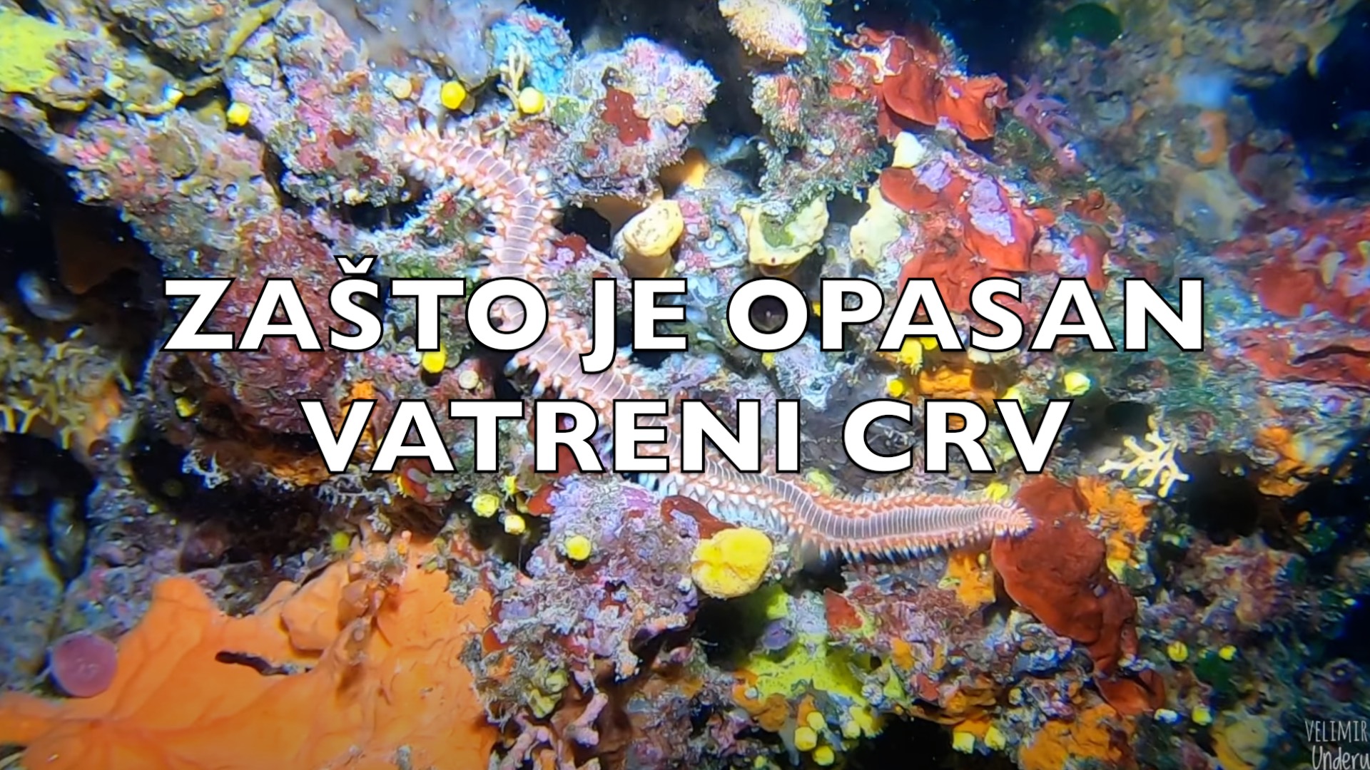 Zašto je opasan? Pogledajte kako izgleda - VATRENI CRV - Velimir Vrzić ...